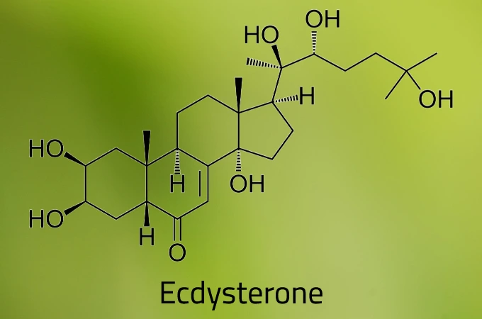 Ecdysterone Benefits - What Are They